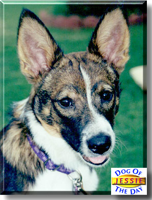 Jessie - Dog - September 22, 2002