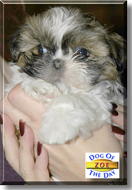 Zoe - Shih Tzu - December 30, 2003