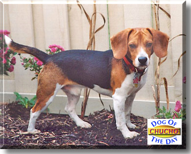 Chucho - Beagle - September 20, 2004