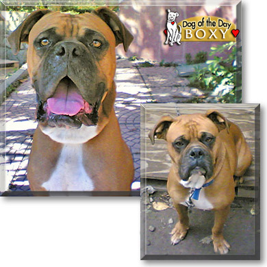 Boxy - Boxer - June 22, 2006