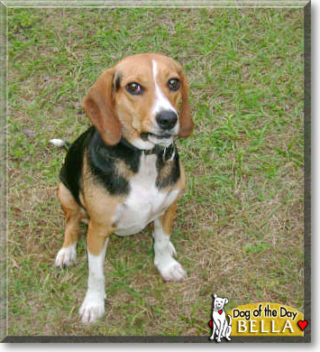 Bella - Beagle - August 23, 2007