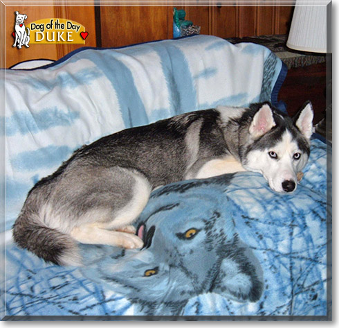 Duke - Siberian Husky - July 1, 2008