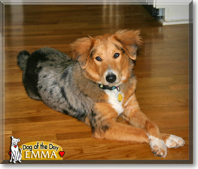 Emma - Australian Shepard, Sheltie - March 24, 2008