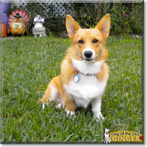 Ginger - Pembroke Welsh Corgi - December 5, 2009