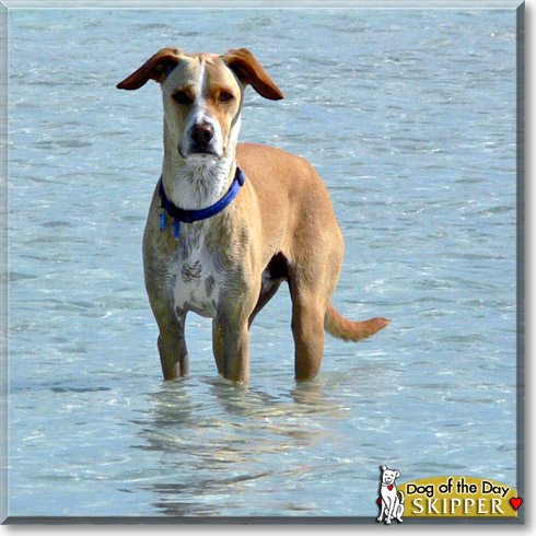 Skipper - Labrador, Whippet - July 21, 2009