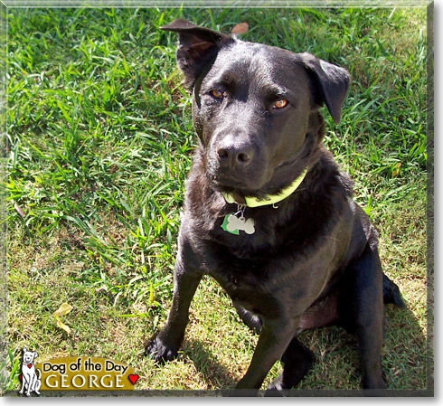 George - Labrador, Chow Chow - June 20, 2009