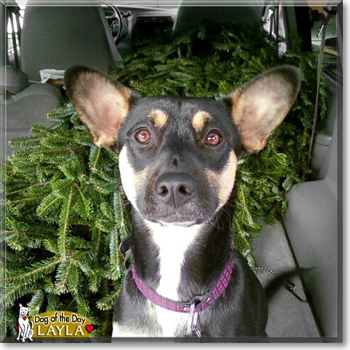 Layla - German Shepherd - August 5, 2010