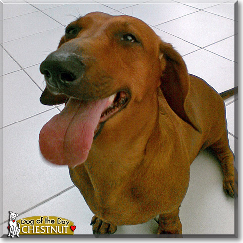 Chestnut - Dachshund - March 8, 2011