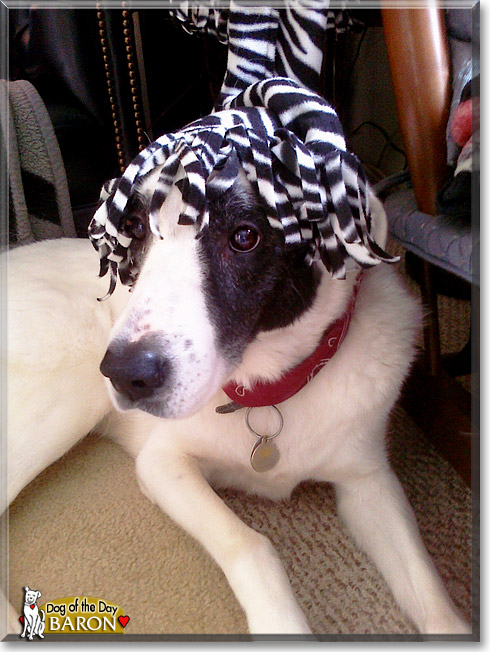 Baron - Dog - October 7, 2011