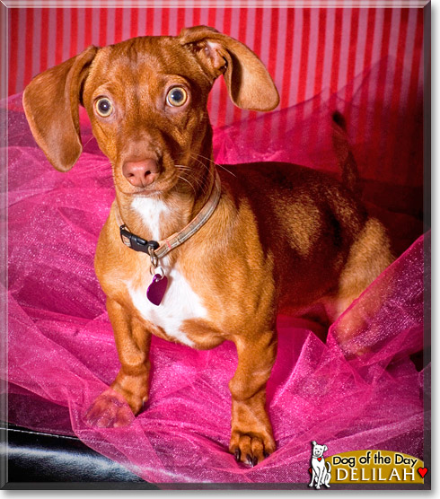 Delilah - Dachshund - October 19, 2011