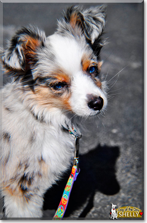 Shelly - Mini Australian Shepherd - September 19, 2011