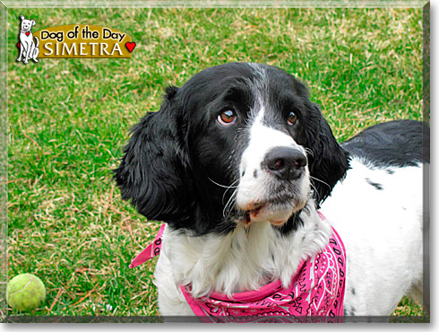 Sim - English Springer Spaniel - September 21, 2011