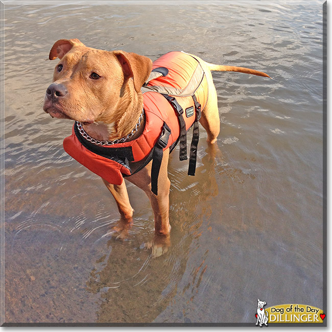 Dillinger - Pit Bull - August 7, 2012