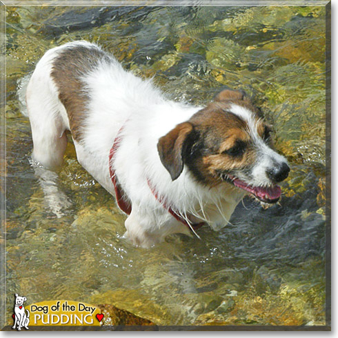 Pudding - Dog - June 15, 2012