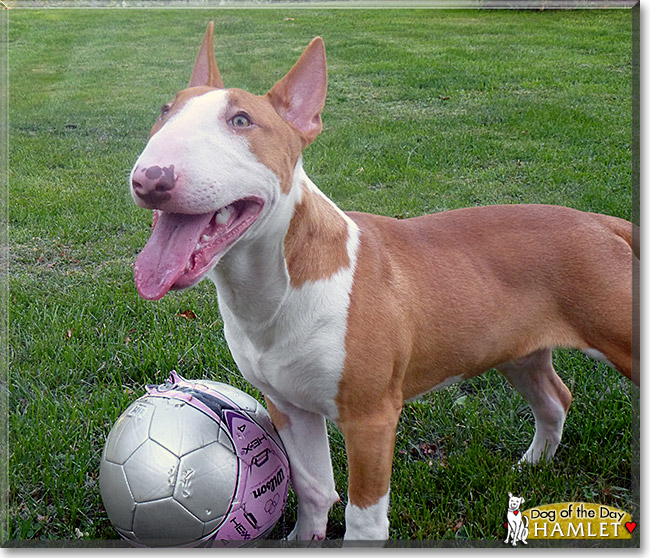 Hamlet - English Bull Terrier - September 24, 2012